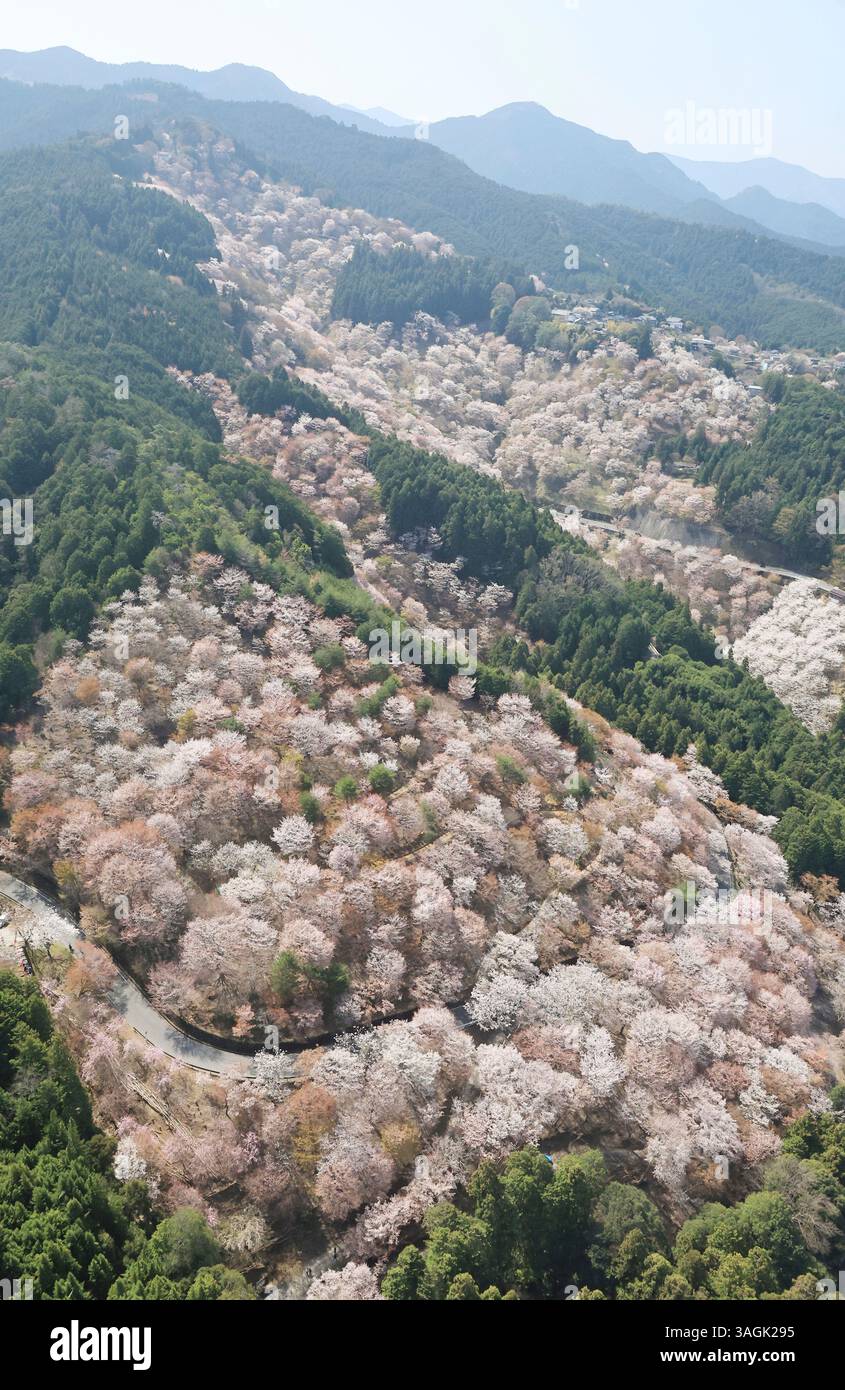 An aerial photo shows cherry blossoms in full bloom at Mt. Yoshino in ...