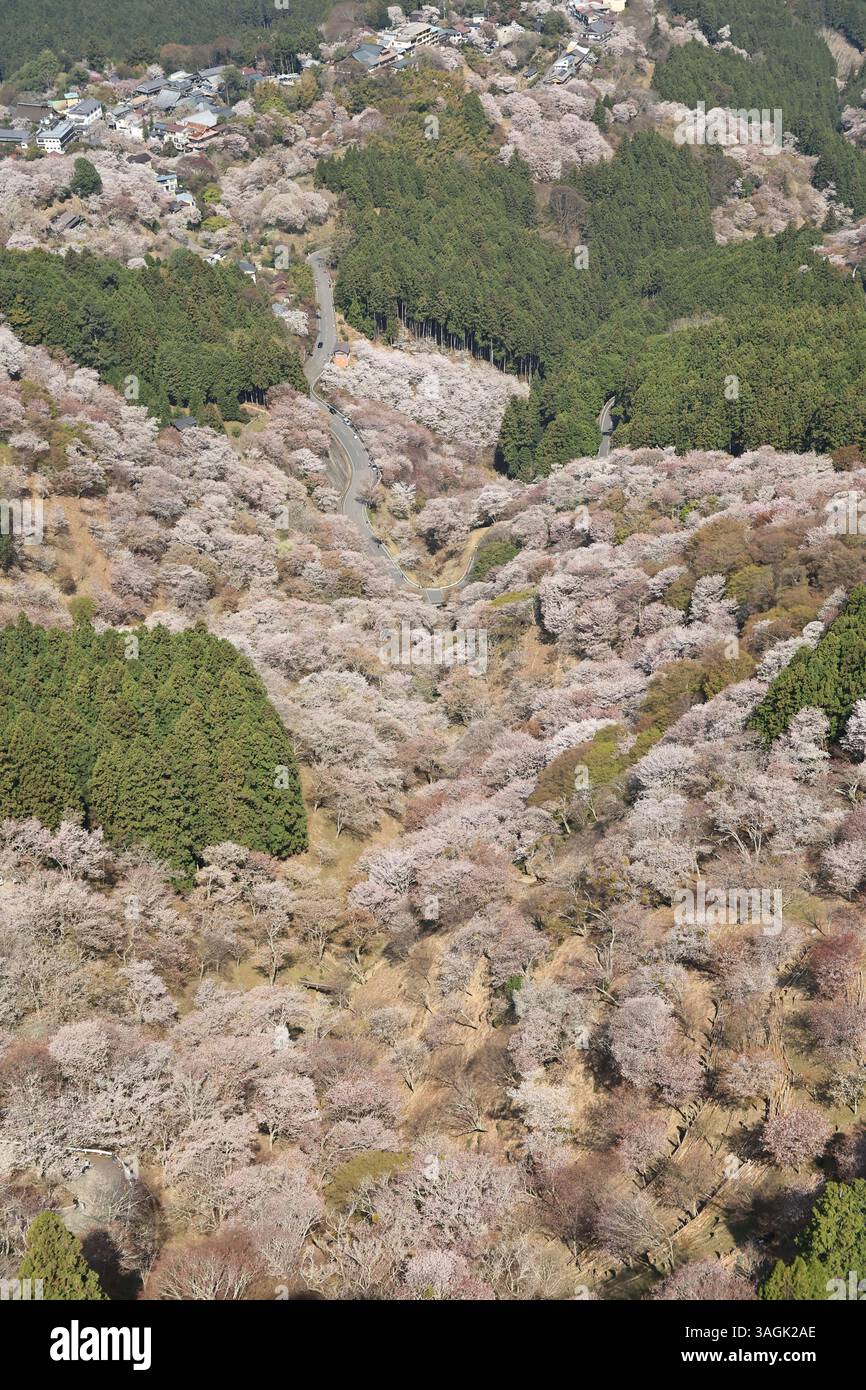 An aerial photo shows cherry blossoms in full bloom at Mt. Yoshino in ...
