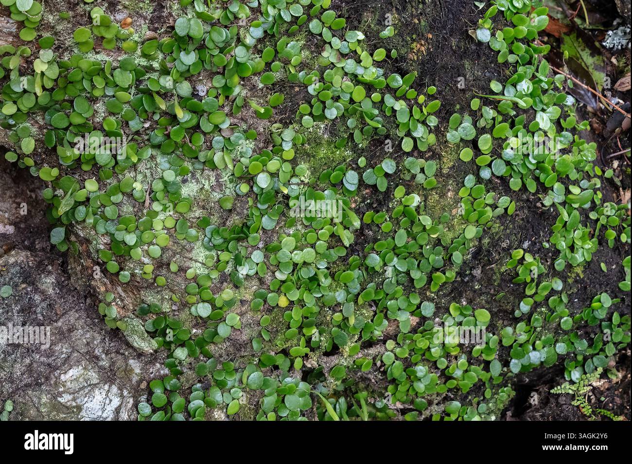 Rock felt fern (Pyrrosia rupestris) growing on boulder in Yoshikien ...