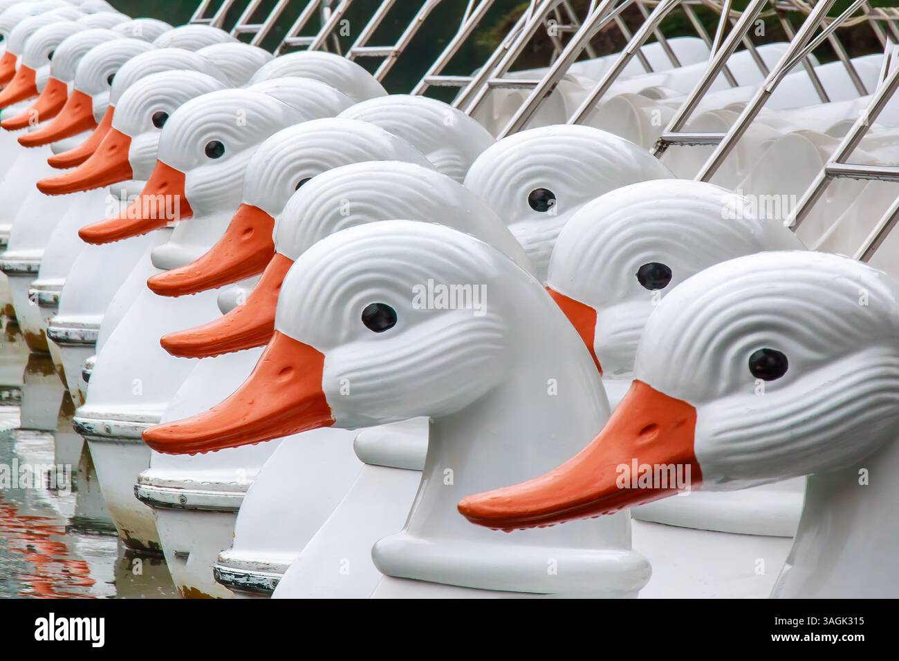 Row of white duck heads, from paddleboats in Lumphini Park, Bangkok ...