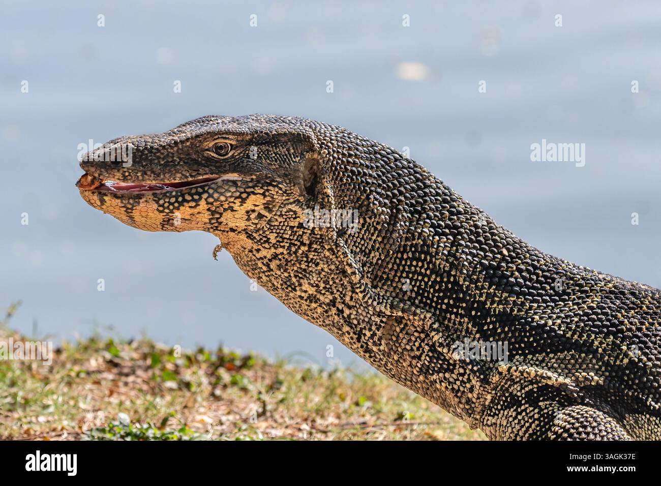 Closeup portrait of asian Water Monitor lizard (Varanus salvator) in ...