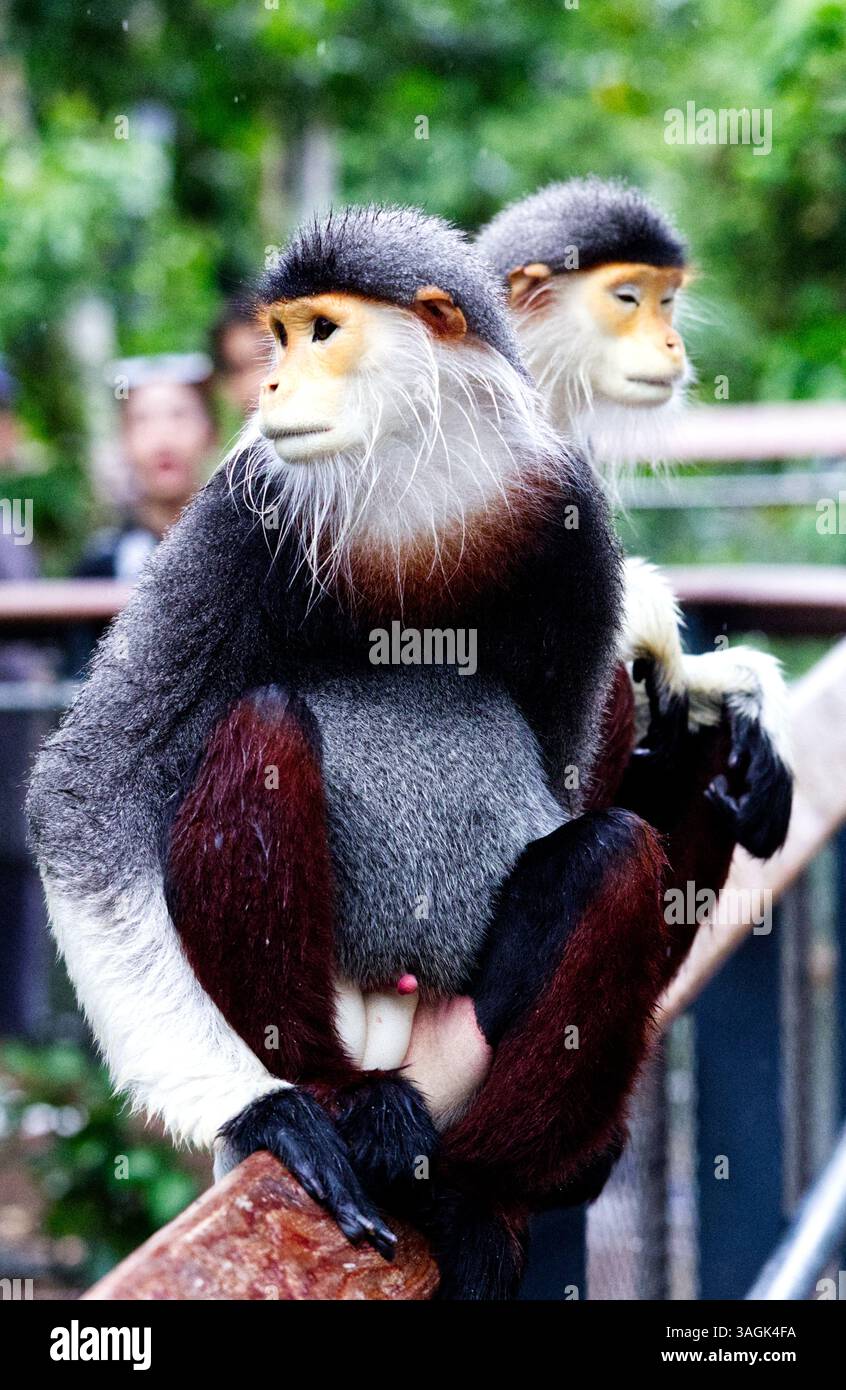 two-headed monkey lookalike Stock Photo - Alamy