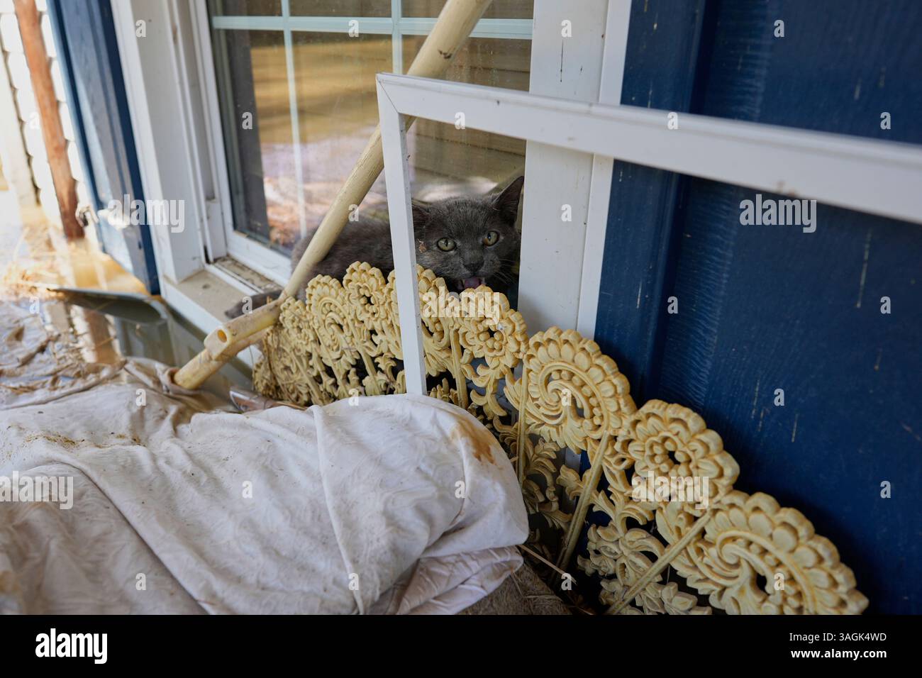 A stranded cat hisses from a porch window ledge surrounded by Kentucky ...