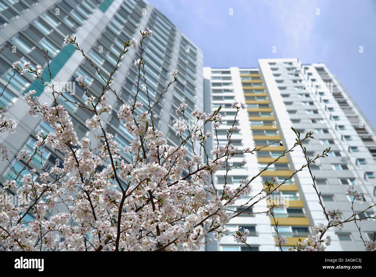 Ulsan City, South Korea - March 31st, 2025: Cherry blossom branches ...