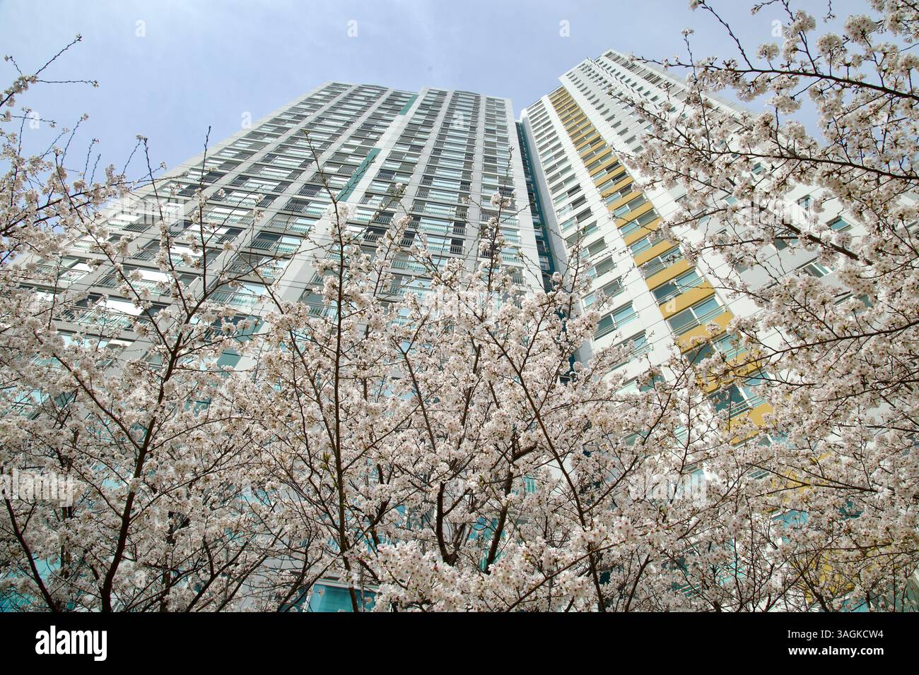 Ulsan City, South Korea - March 31st, 2025: Spring cherry blossoms in ...