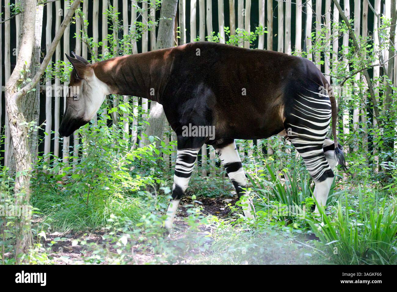 Wild Antelope in habitat looking at the camera Stock Photo - Alamy