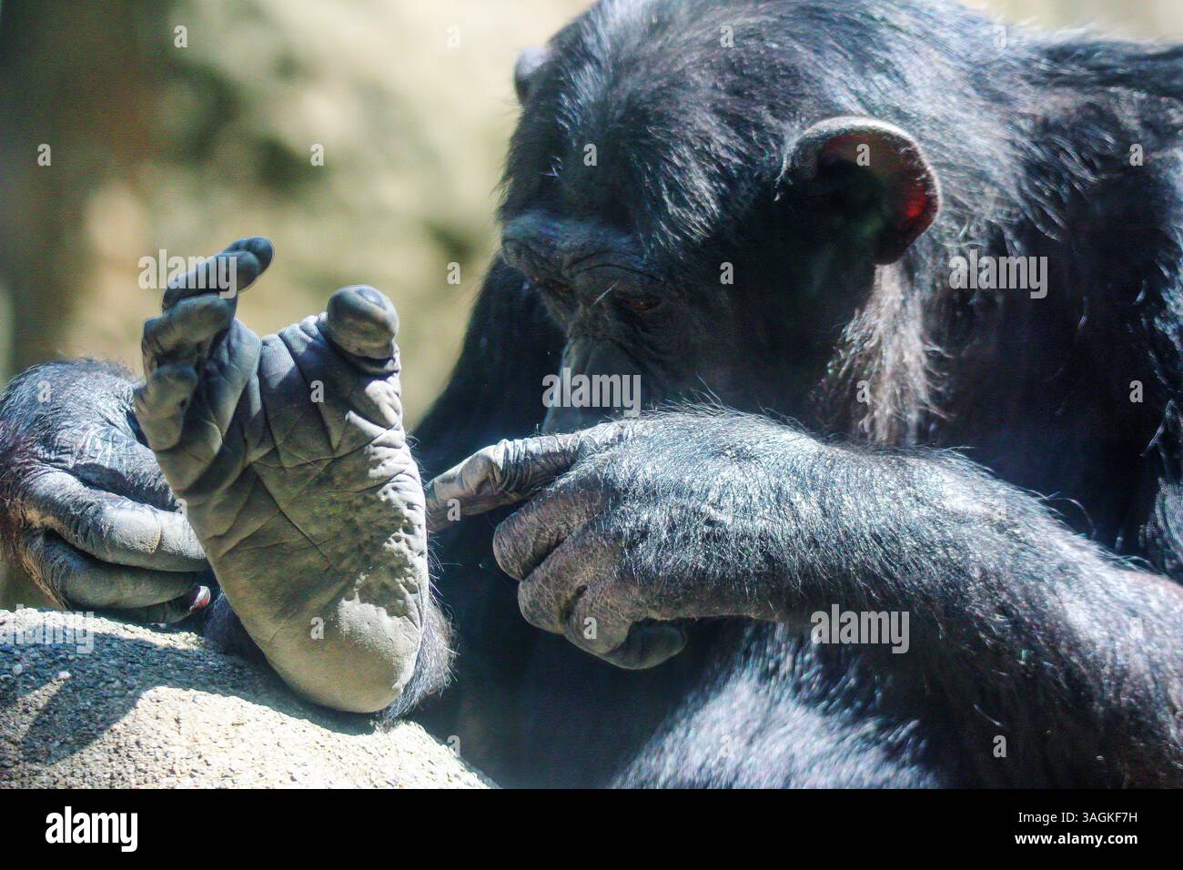 Emotionally Expressive Chimpanzee close up image facial features Stock ...