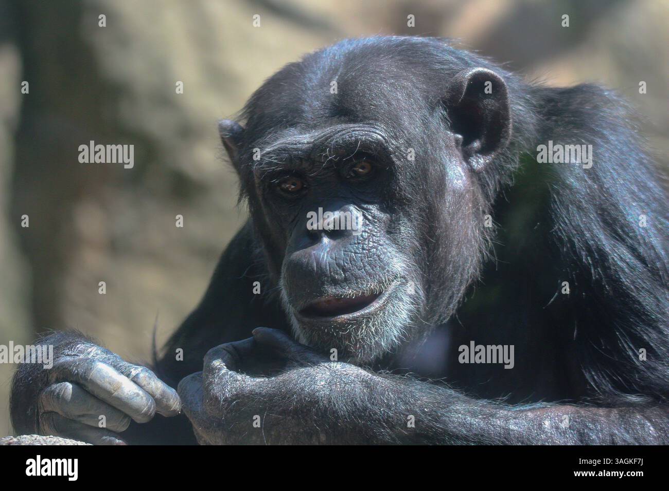 Emotionally Expressive Chimpanzee close up image facial features Stock ...