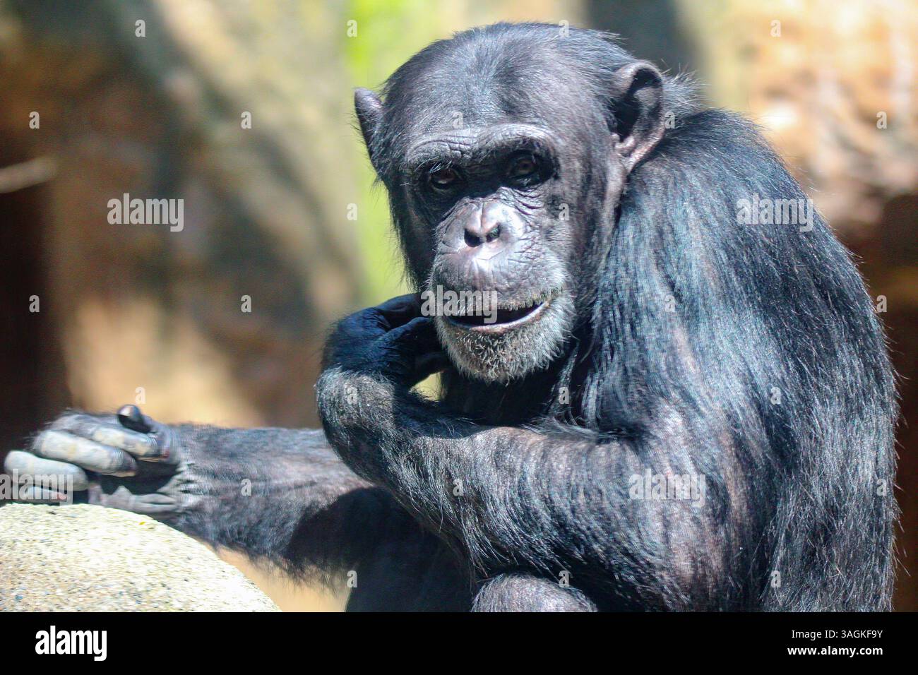 Emotionally Expressive Chimpanzee close up image facial features Stock ...