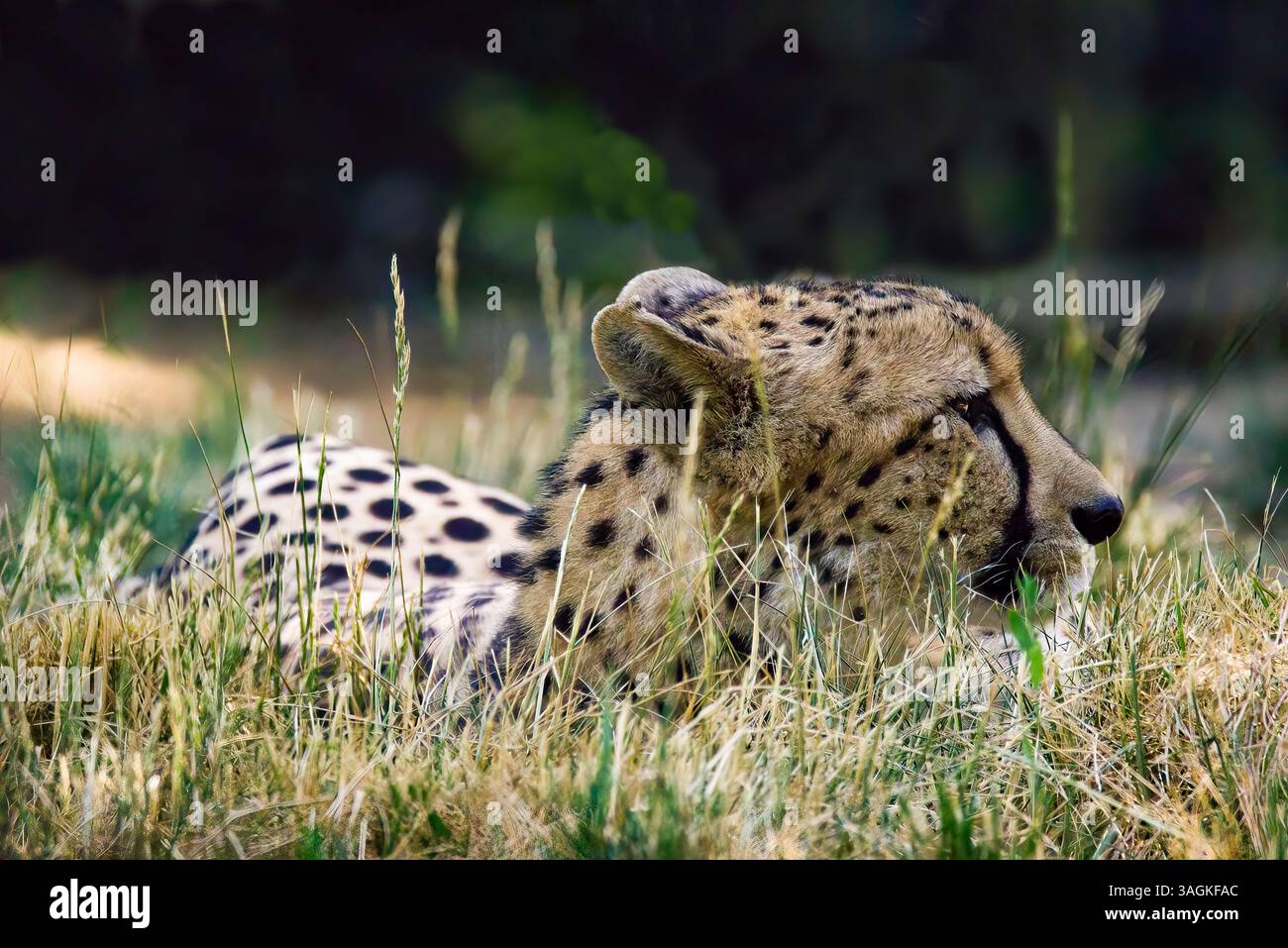 Cheetah tails hi-res stock photography and images - Alamy