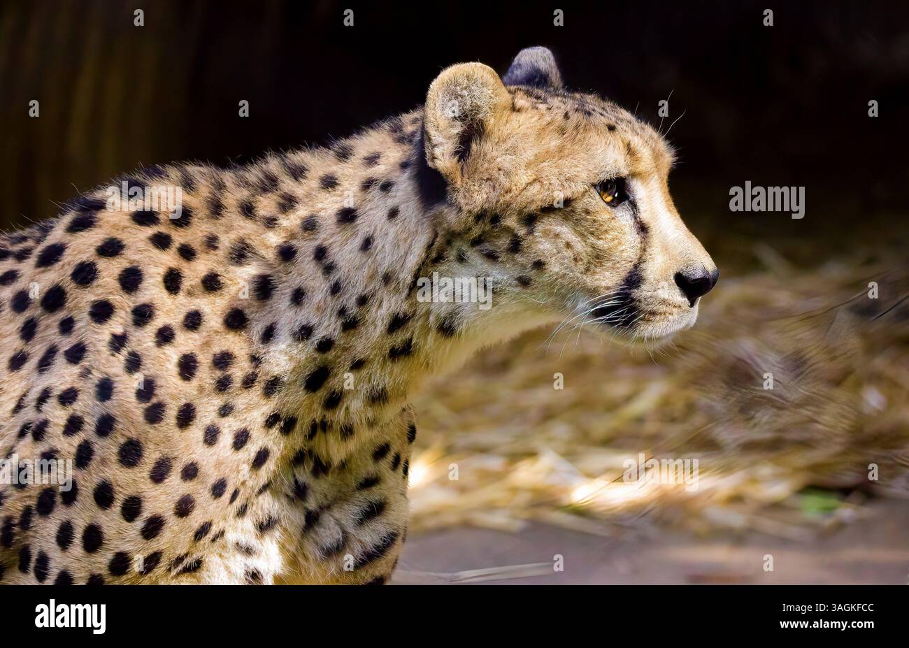 Cheetah tails hi-res stock photography and images - Alamy