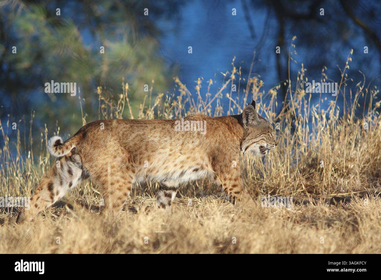Bobcat on the prowl in the brush Stock Photo - Alamy
