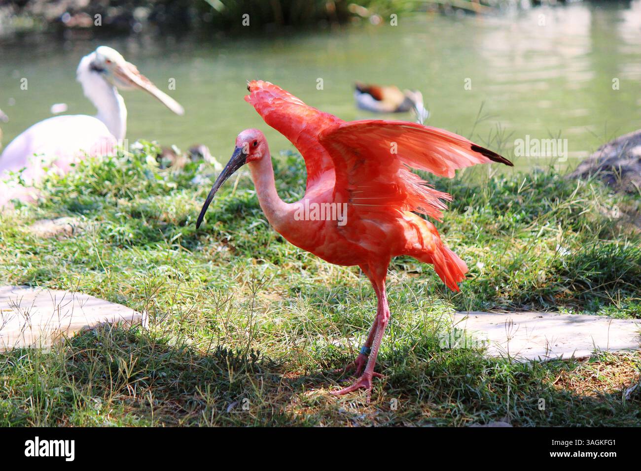 Scarlet ibis flapping wings near the water green background Stock Photo ...