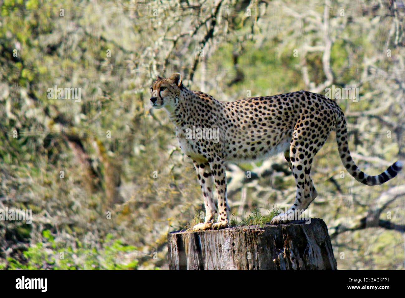 Zoologist wild animals hi-res stock photography and images - Alamy