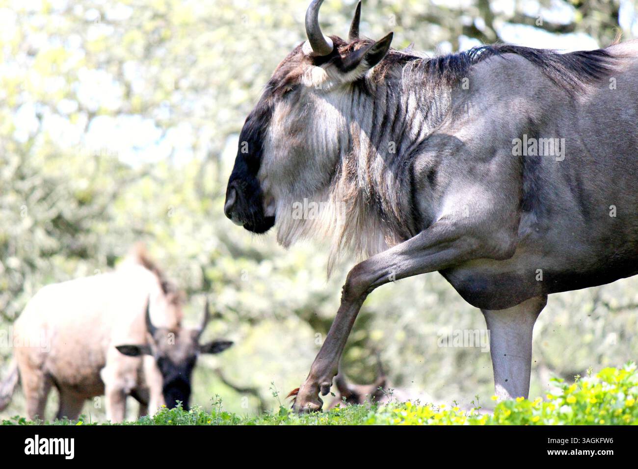 wildebeest in a herd migration animal Stock Photo - Alamy
