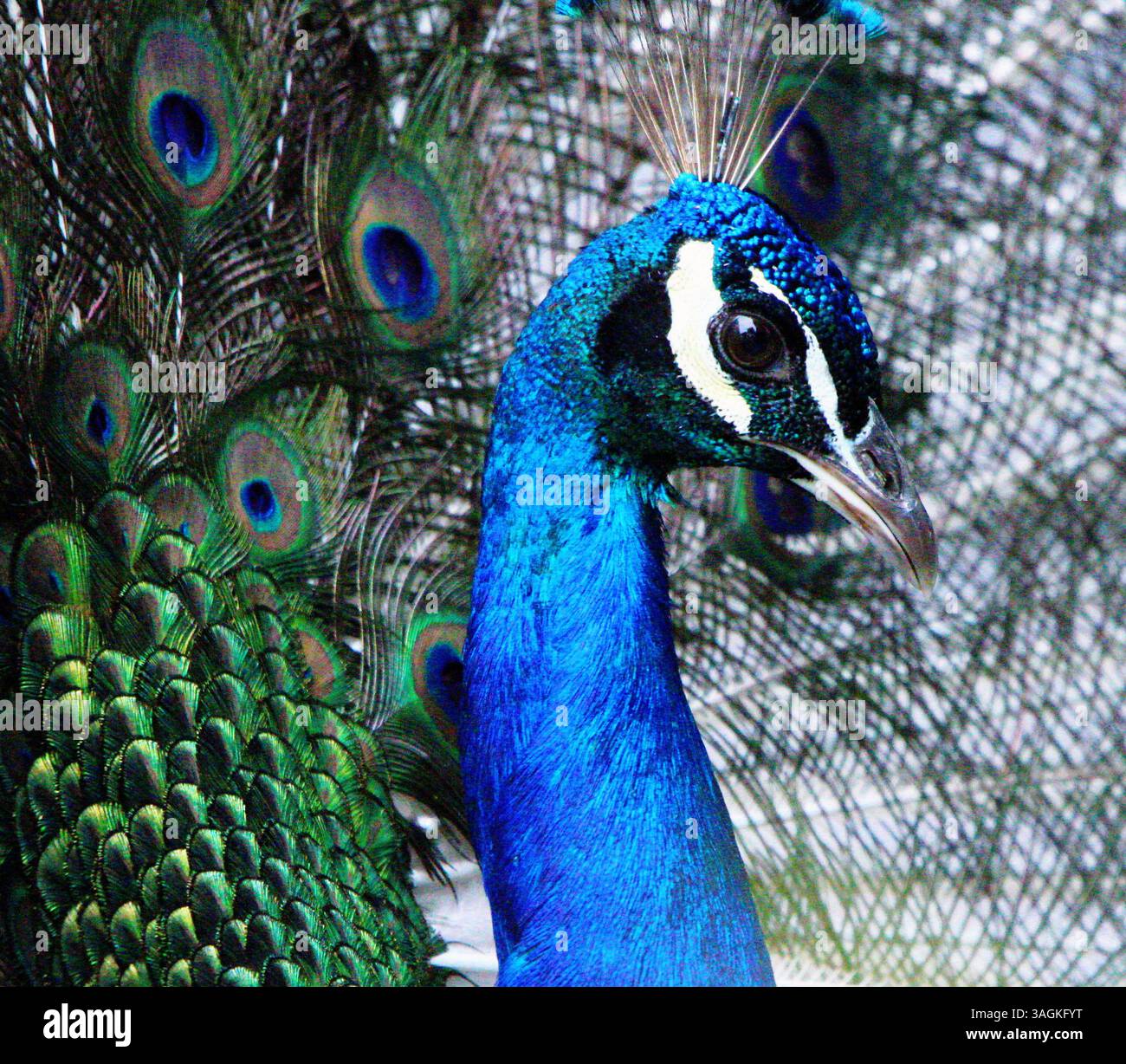 peacock peahen beautiful colors opalescence Stock Photo - Alamy
