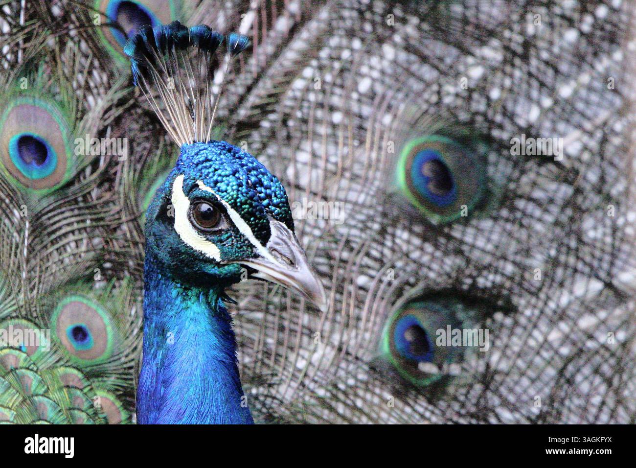 Peacock and peahen hi-res stock photography and images - Alamy
