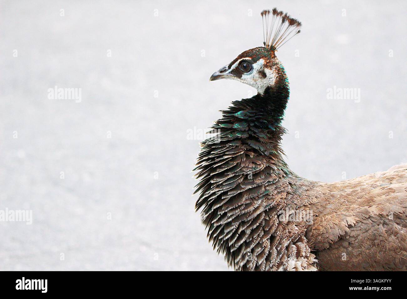 Peacock and peahen hi-res stock photography and images - Alamy