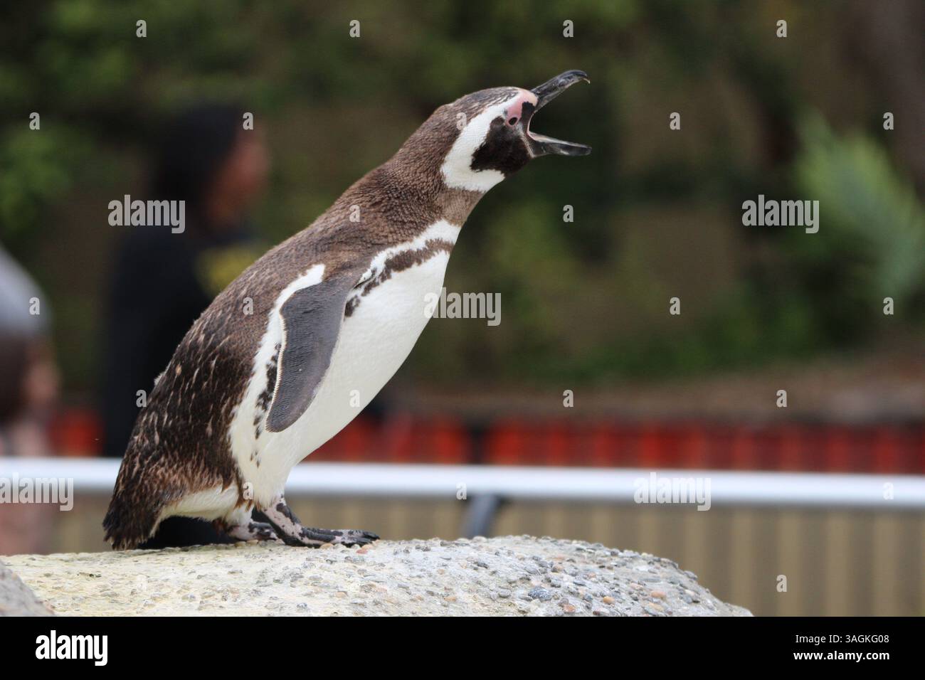 Warm weather penguins hi-res stock photography and images - Alamy
