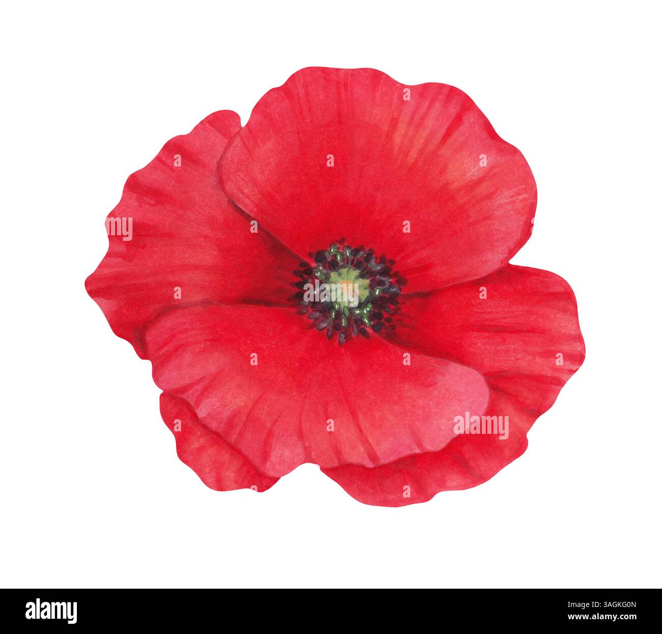 Poppy flower bud. Watercolor illustration. Wild poppy festival. Hand ...