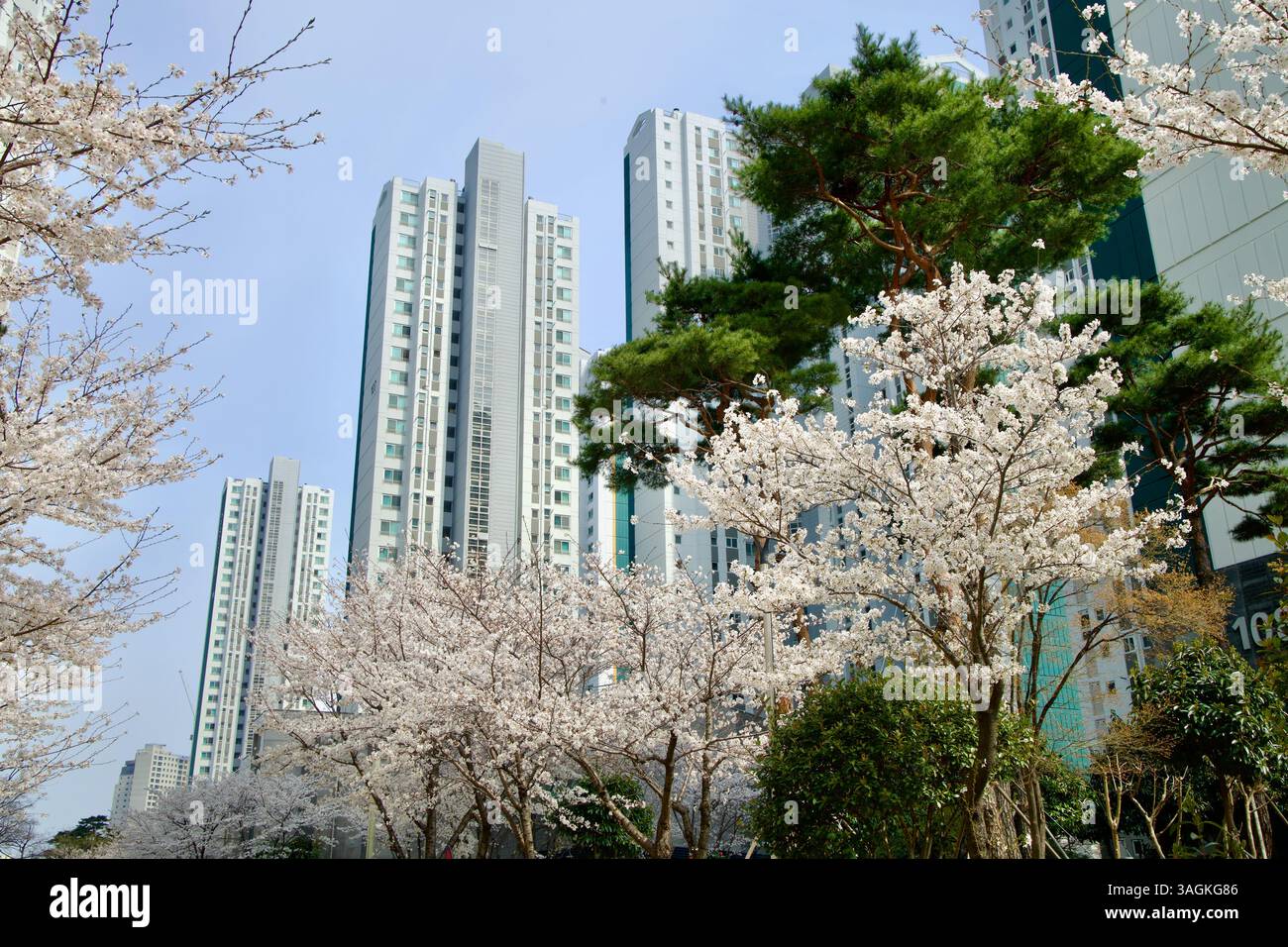 Ulsan City, South Korea - March 31st, 2025: Rows of cherry blossom ...