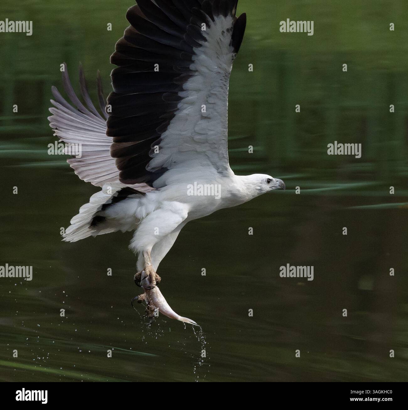 wildlife photography: eagle Stock Photo - Alamy
