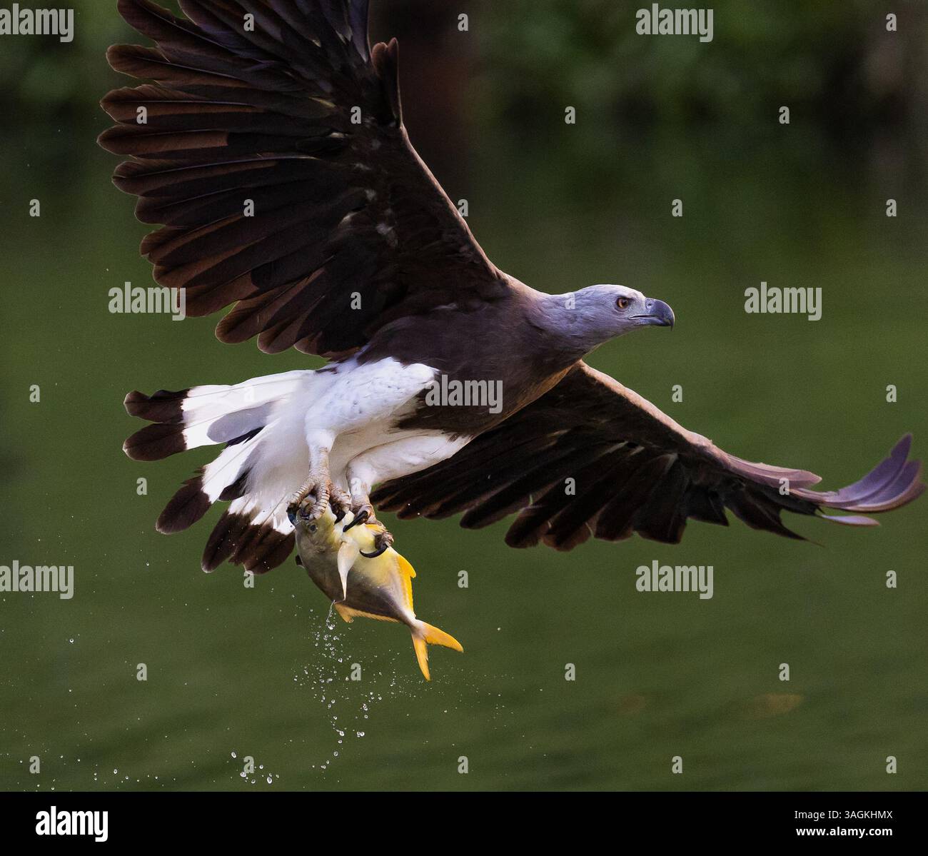 wildlife photography: eagle Stock Photo - Alamy