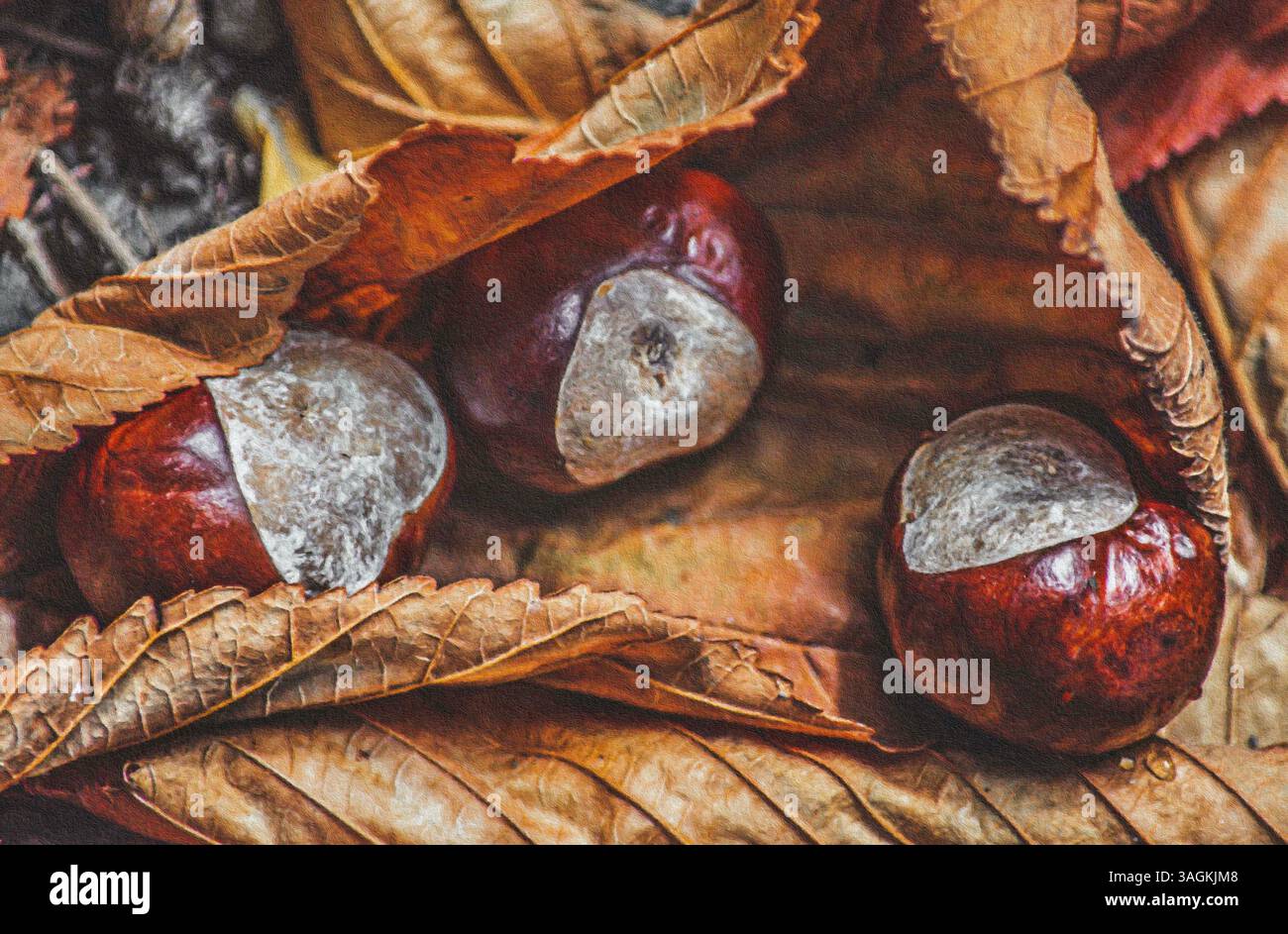 Autumn chestnut detailed hi-res stock photography and images - Alamy