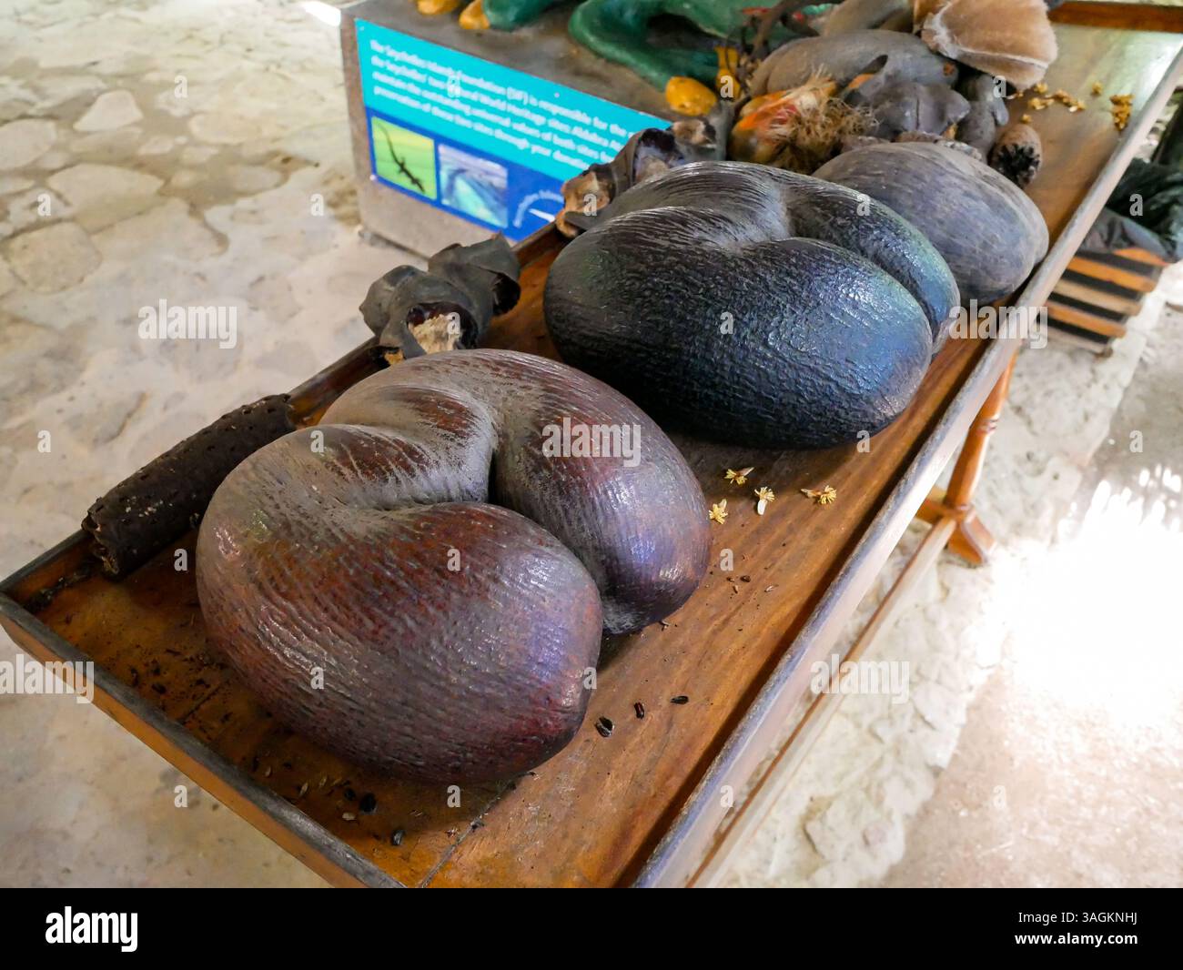 Coco de Mer Fruit at Praslin National Park, Seychelles – An Exotic Natural Wonder Stock Photo ...