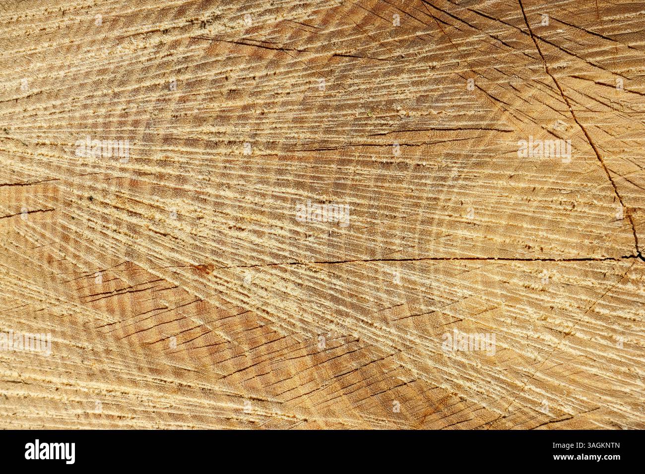 Macro photo of a tree stump cross section revealing annual rings and ...