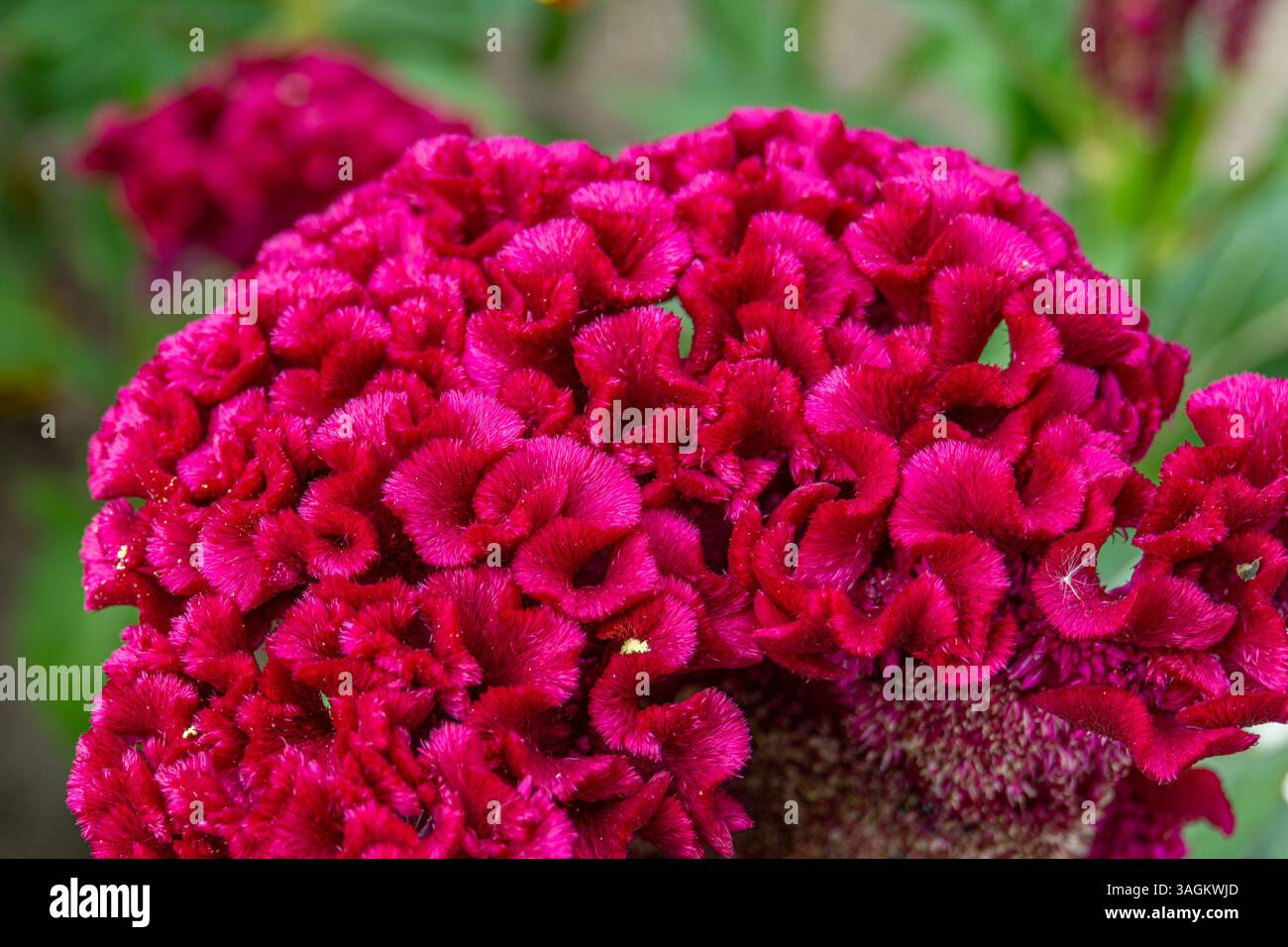 Macro photo of the unique Celosia Cristata flower. Ideal for botanical ...