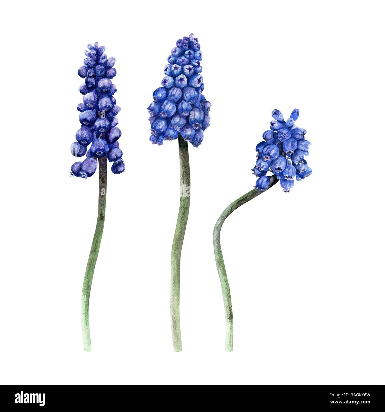 A set of blue grape hyacinth, Muscari blooms. Hand drawn botanical ...