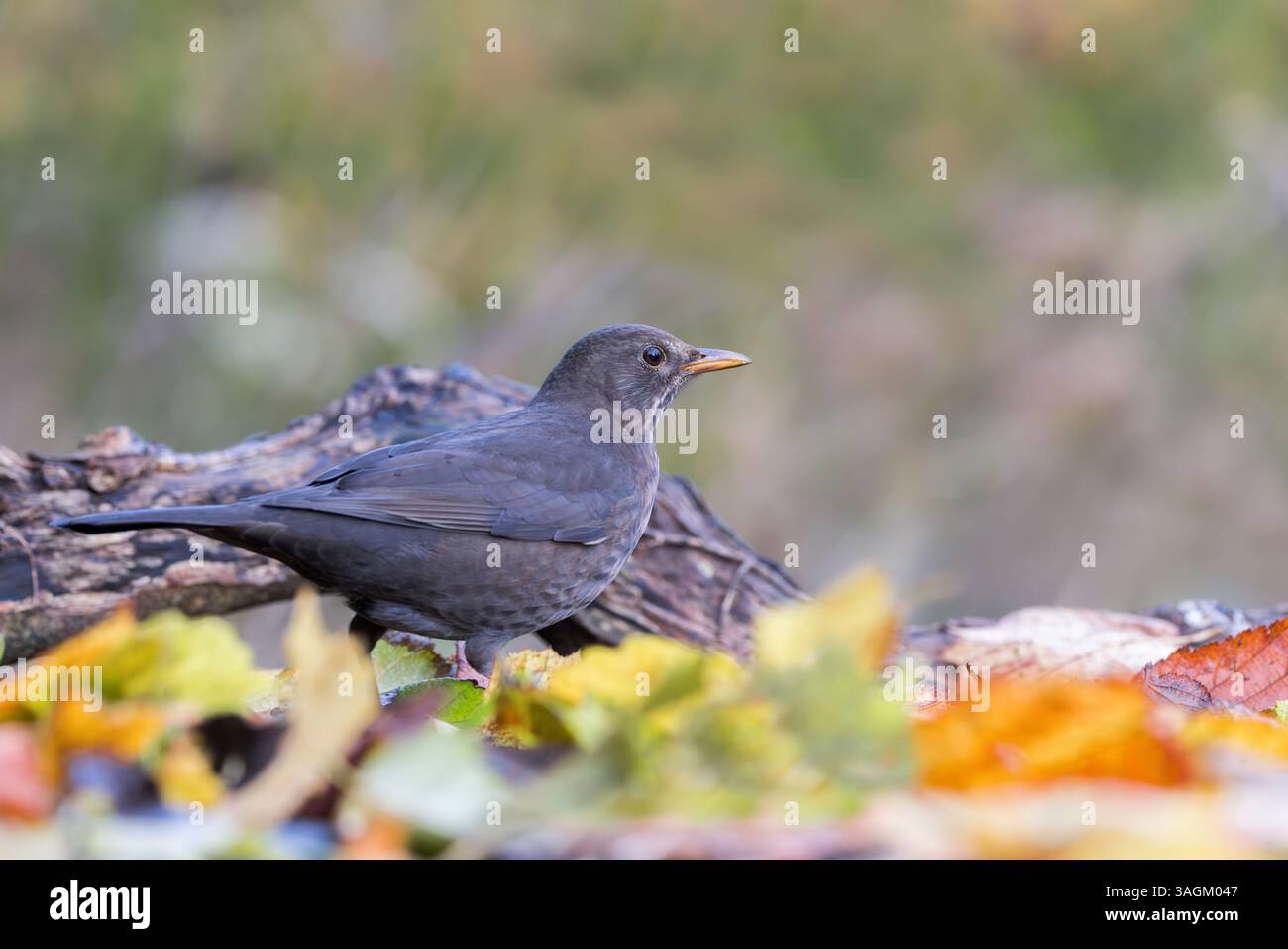 Blackbird [ Turdus merula ] Female bird amongst leaf litter Stock Photo ...
