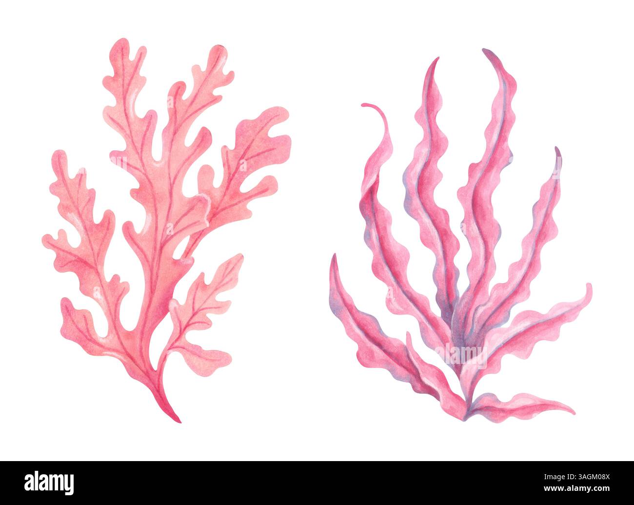 Pink underwater seaweed branch. Watercolor illustration. Ocean ...