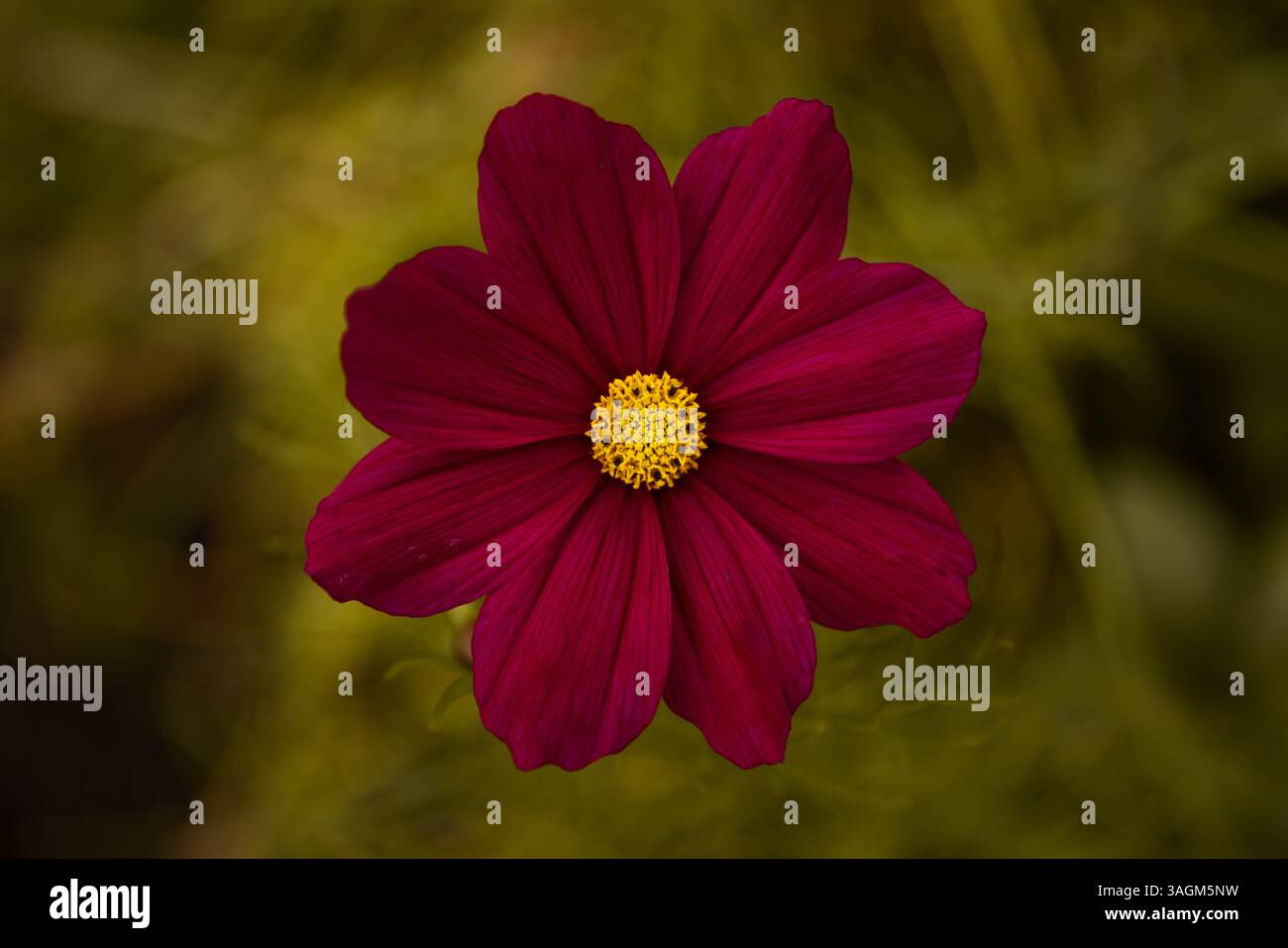 Beautiful macro shot captures hi-res stock photography and images - Alamy