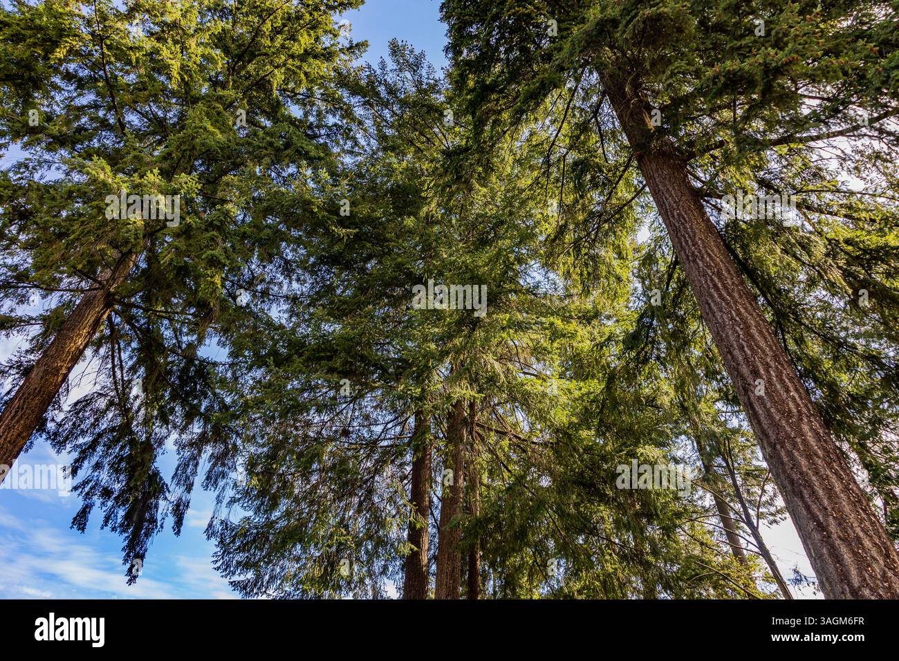 Upward view of tall evergreen pine trees in a forest with sunlight filtering through the ...