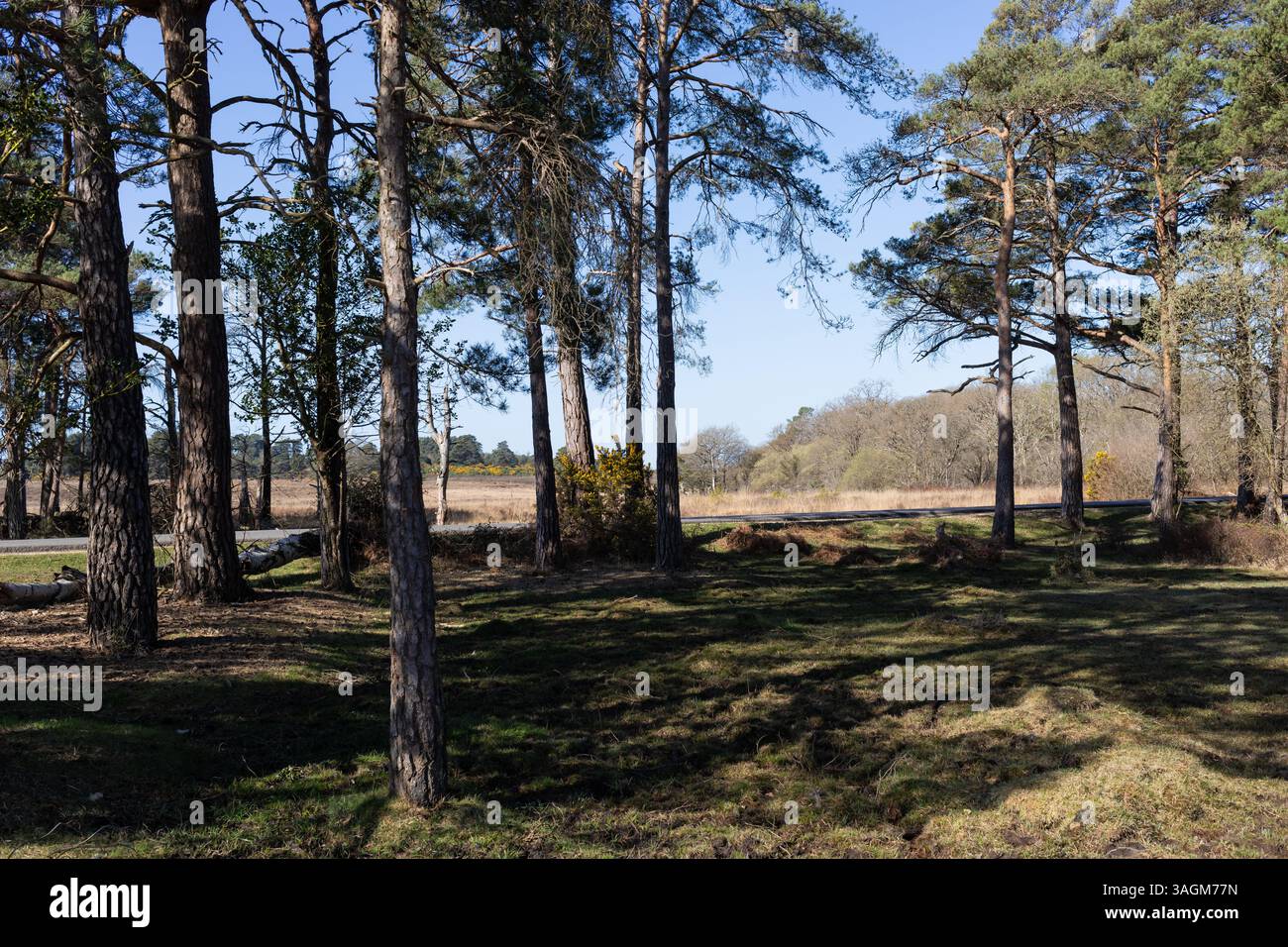 The New Forest National Park at Whitefield Moor on the Ober Water trail ...