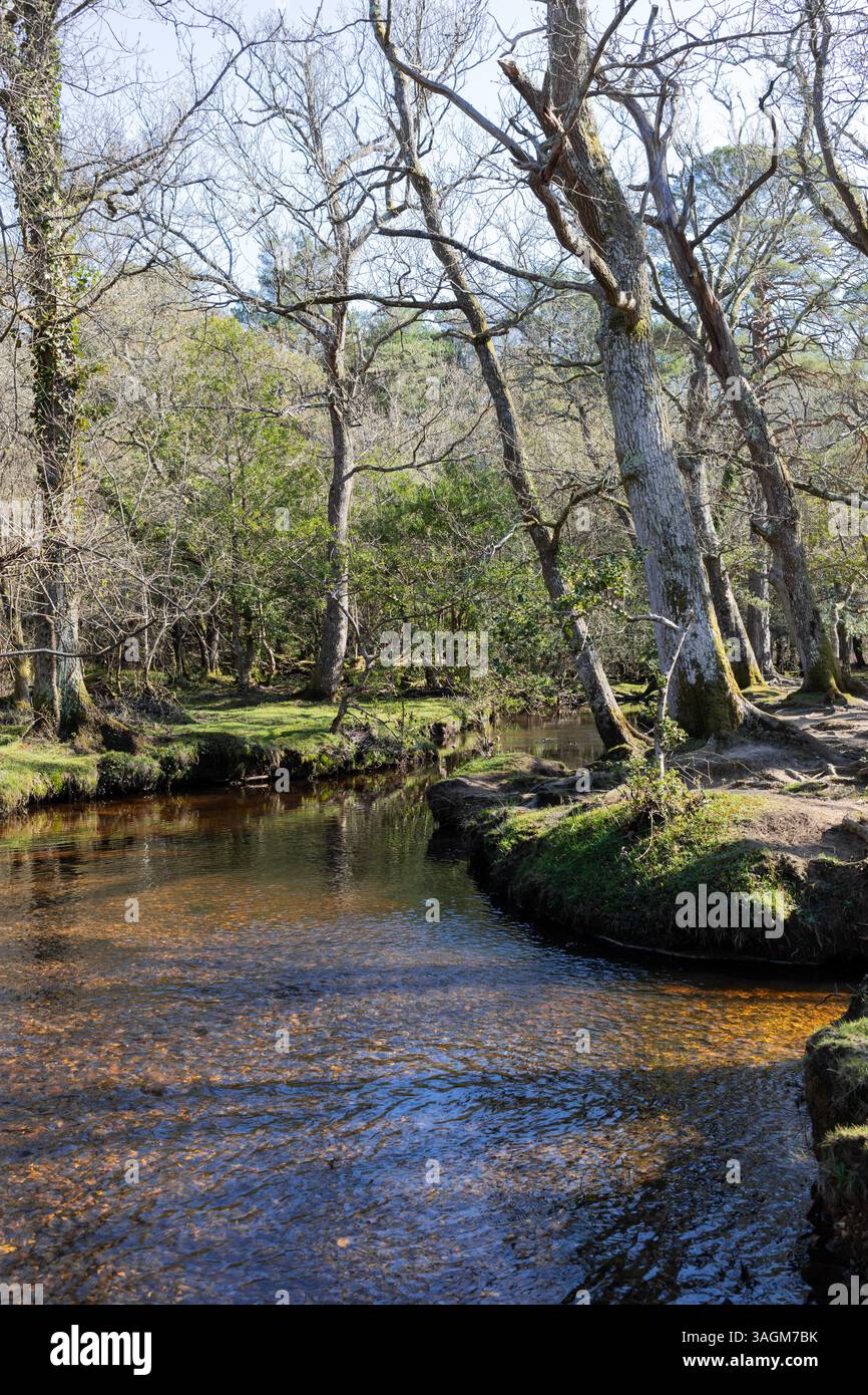 Ober Water stream in the New Forest National Park. Hampshire, England ...