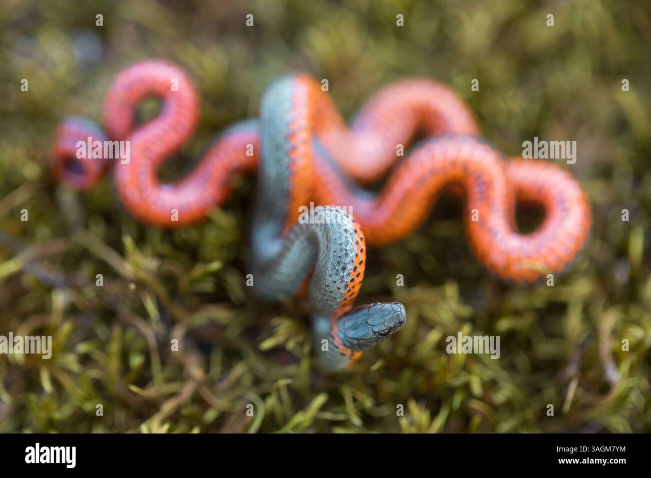 Pacific ring-necked snake in defensive posture. Henry W. Coe State Park ...