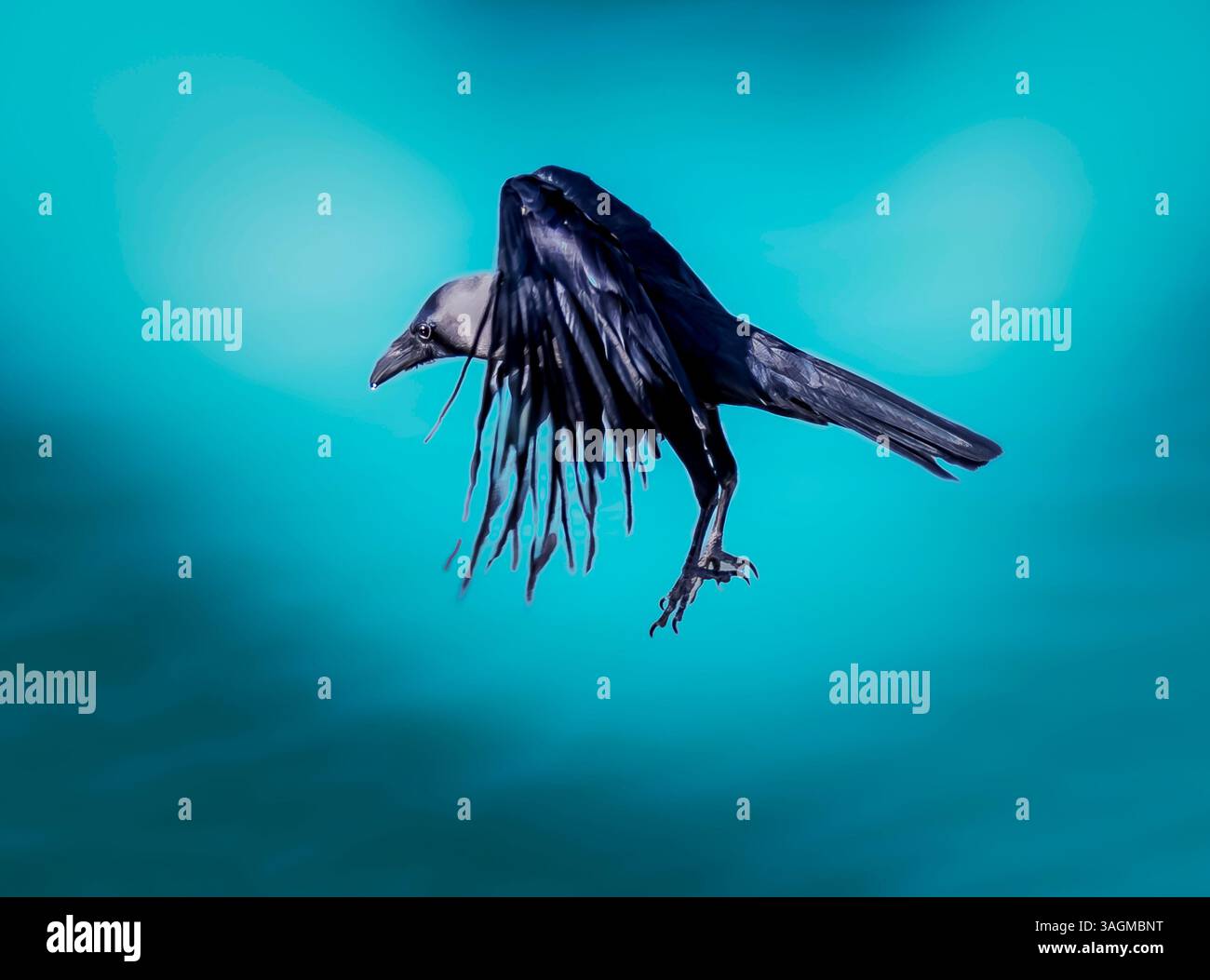 Corvid bird urban hi-res stock photography and images - Alamy