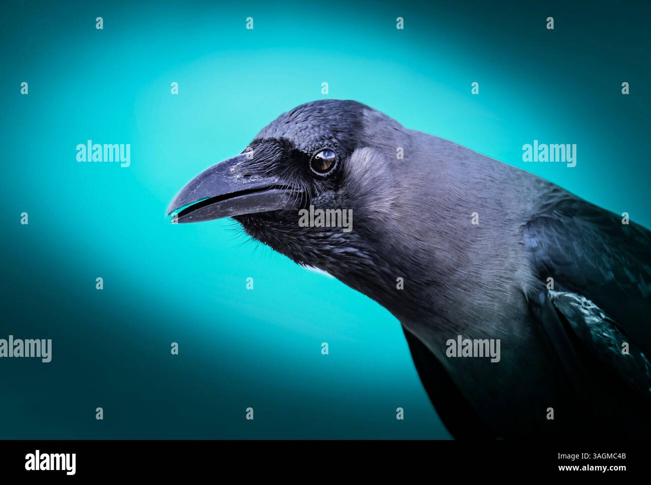 Moody dark close-up raven portrait Stock Photo - Alamy