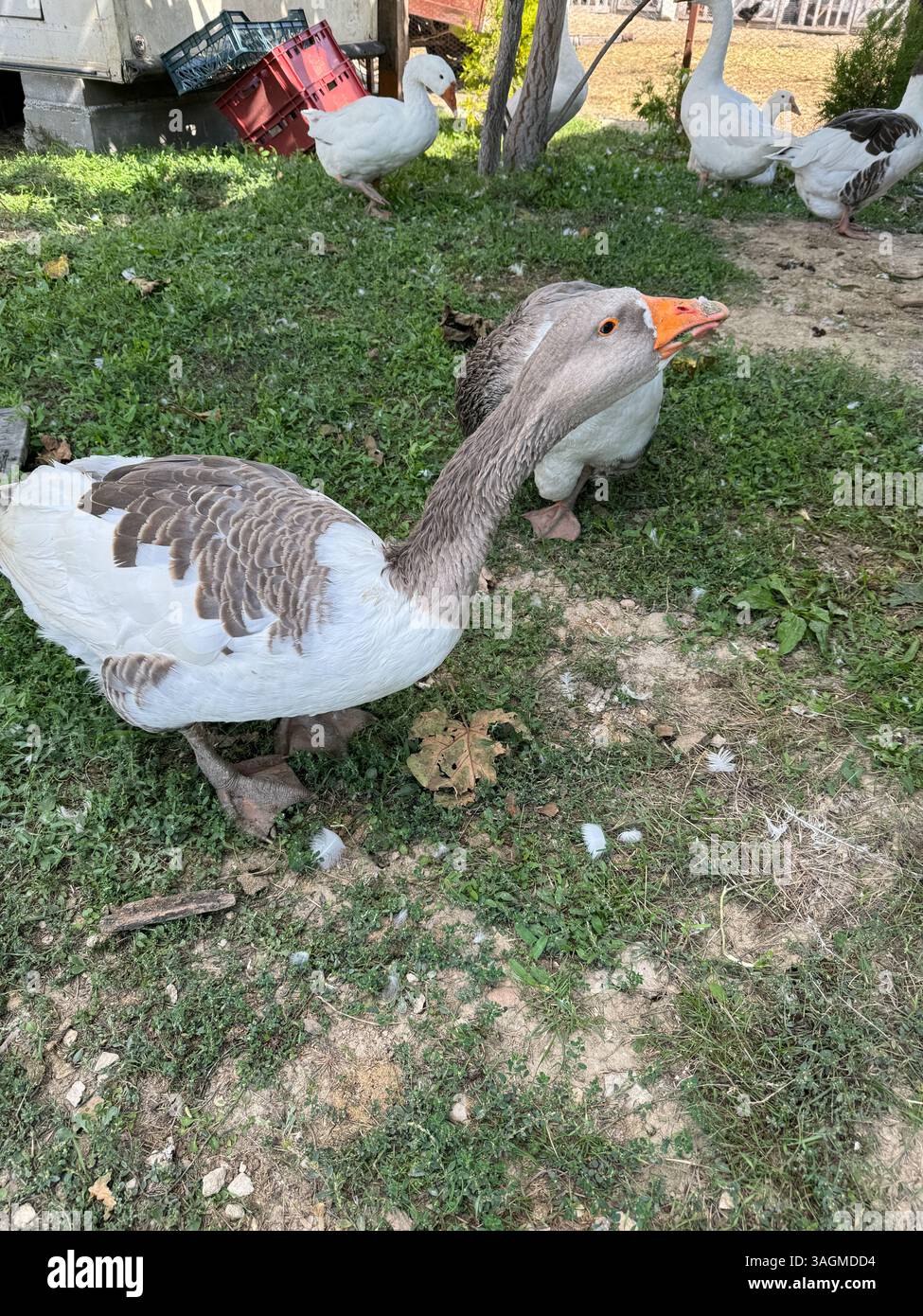 Farm birds geese and turkeys on green grass Stock Photo - Alamy