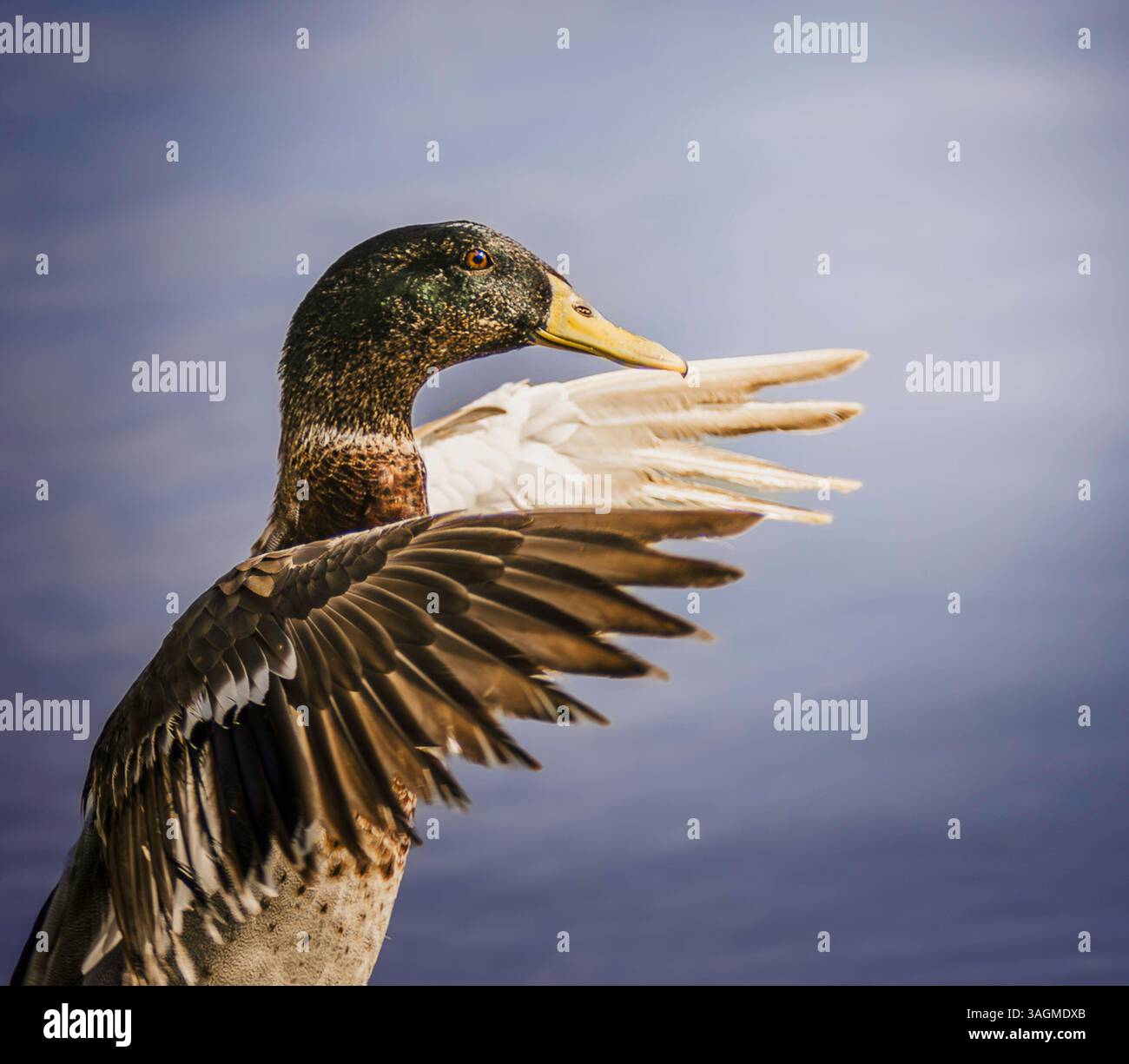 Stretch motion hi-res stock photography and images - Alamy