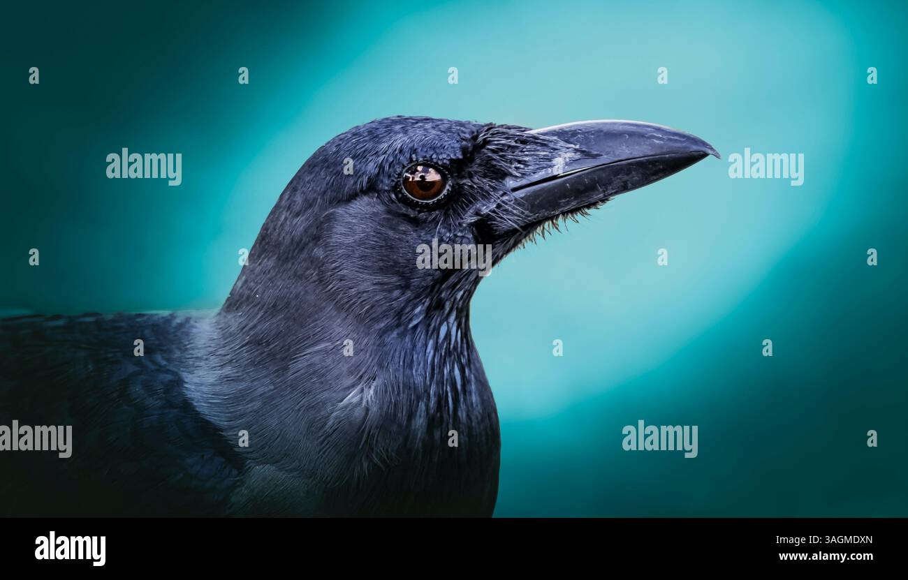 Moody dark close-up raven portrait Stock Photo - Alamy