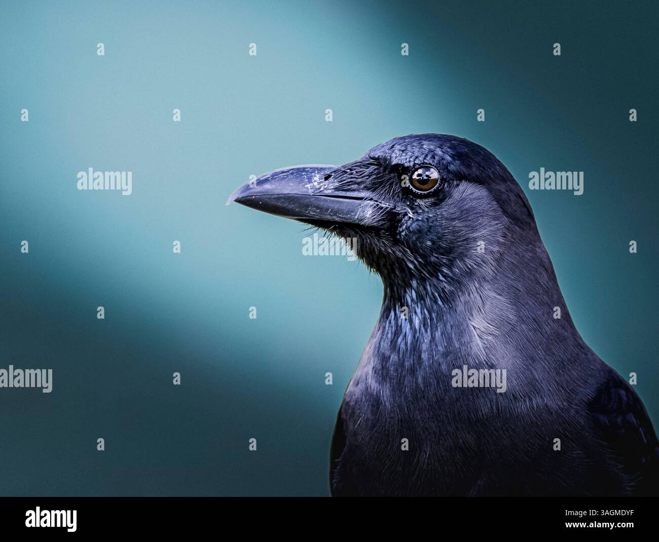 Moody dark close-up raven portrait Stock Photo - Alamy
