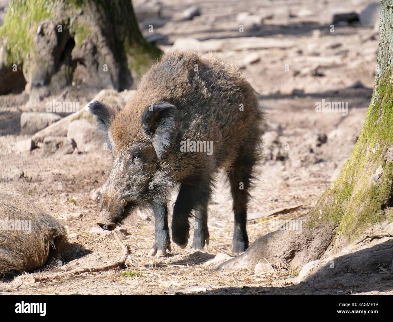 Wildschwein in freier Natur im Fruehling Wildschwein in freier Natur ...