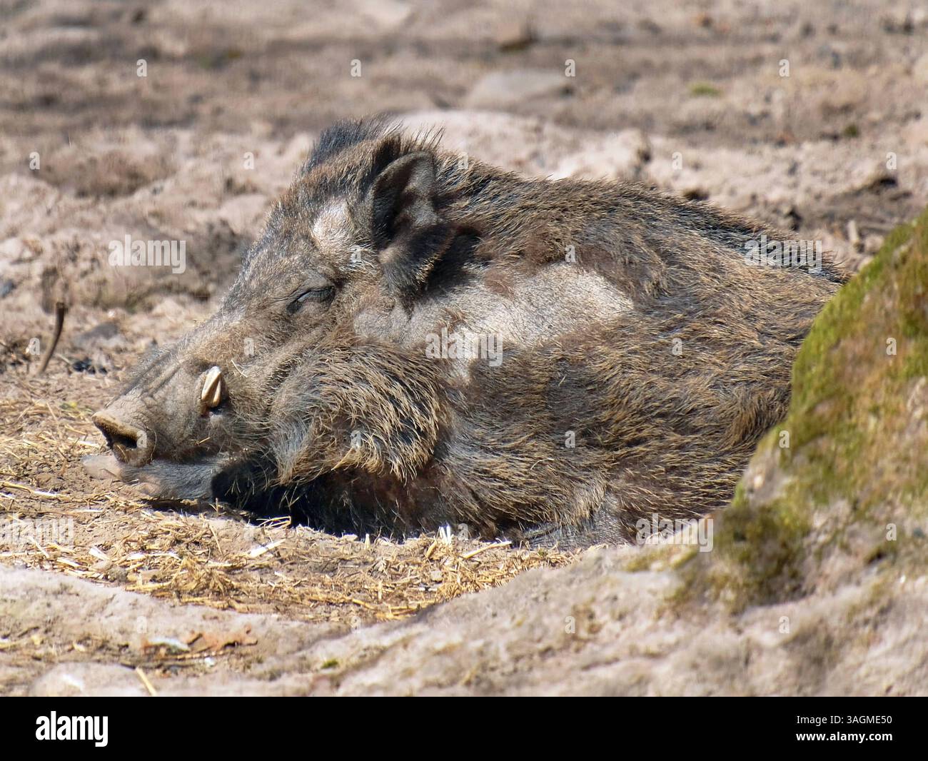 Wildschwein in freier Natur im Fruehling Wildschwein in freier Natur ...