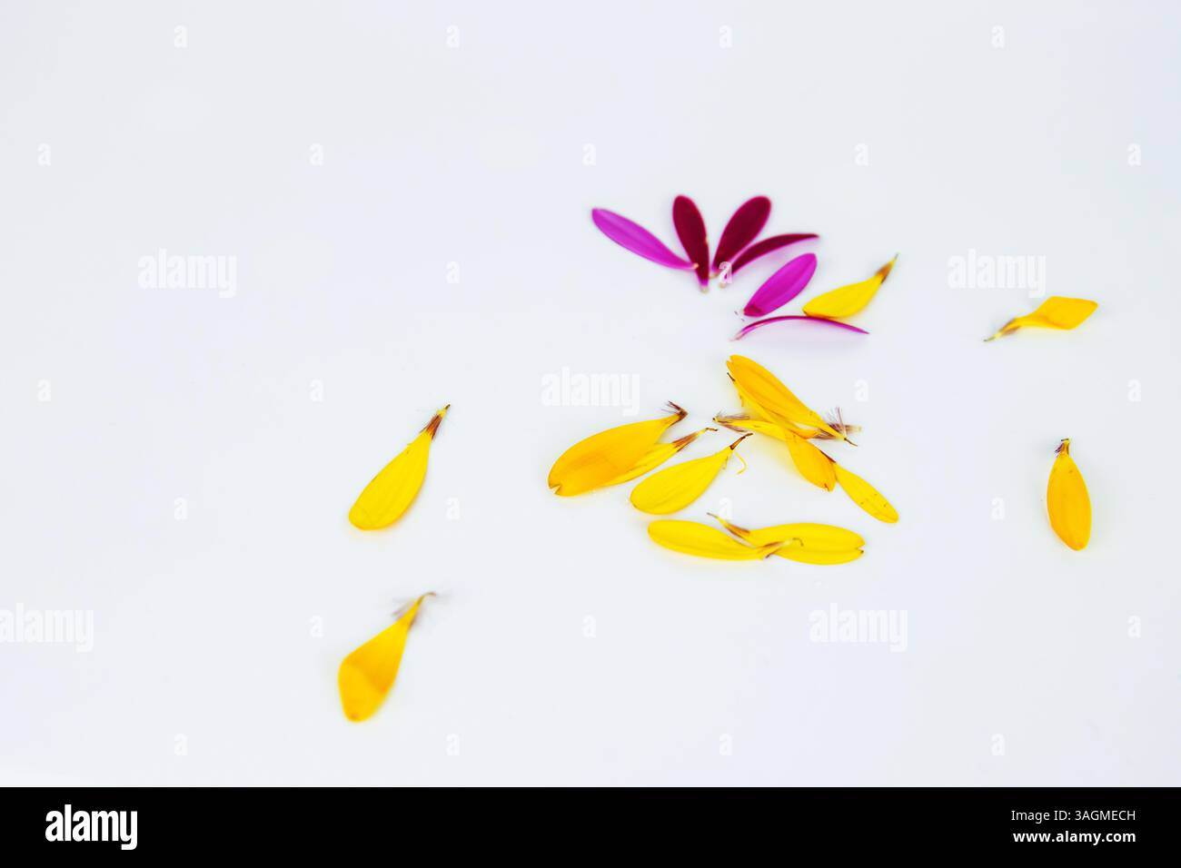 Fallen petals. Hot pink, yellow lobes of African daisy gerbera flower ...