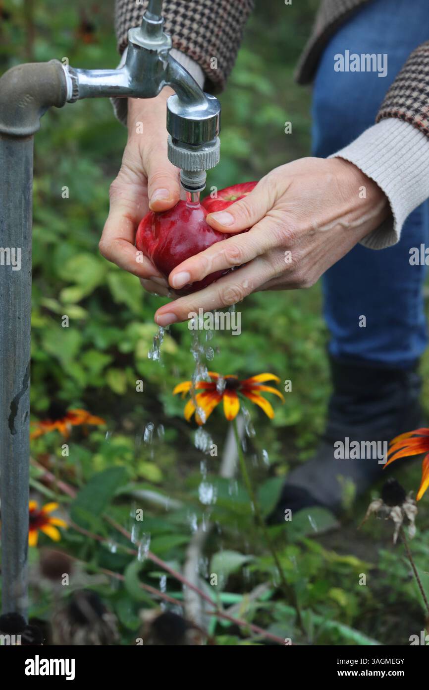 Hands of middle aged woman washing red apple under water jet flowing ...