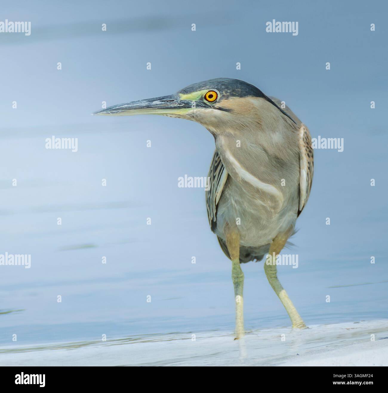 Portrait of the Striated heron Stock Photo - Alamy